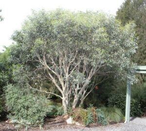 Snow Gum | Cold Hardy Native Tree | Kuranga