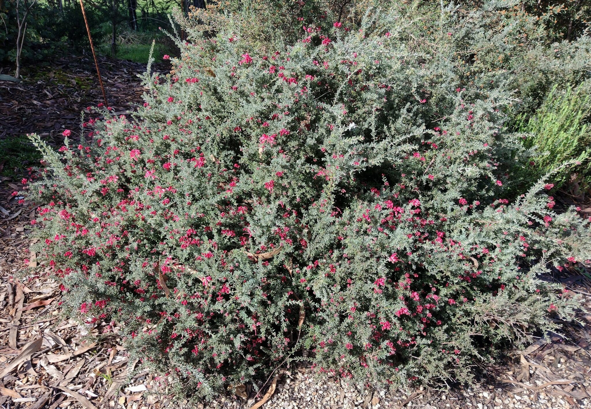 Winter Delight Grevillea | Cold Hardy Native Shrub | Kuranga