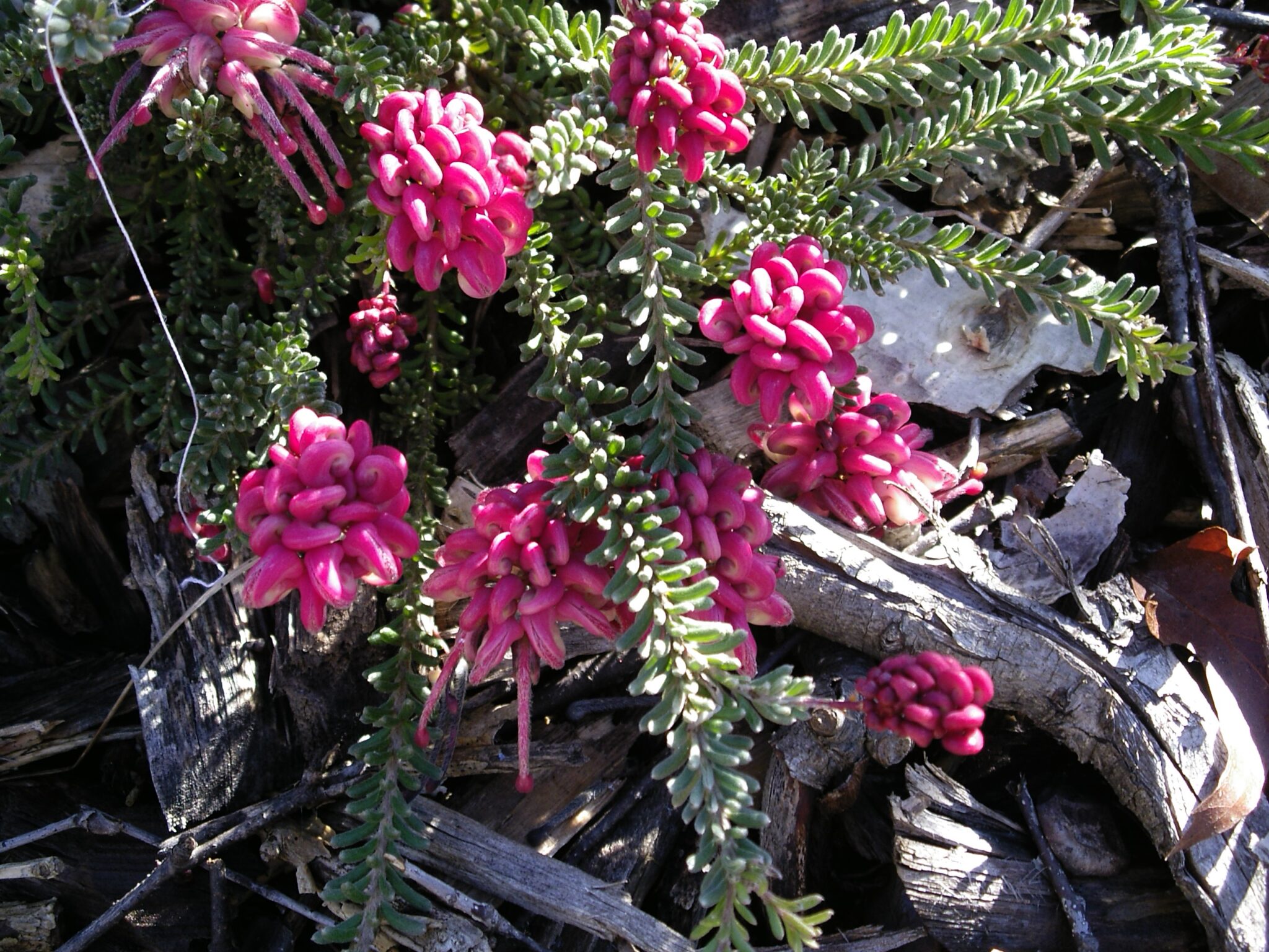 Prostrate Woolly Grevillea | Native Groundcover | Kuranga