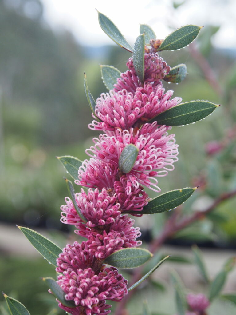 Burrendong Beauty Hakea | Orange Flowering Native | Kuranga