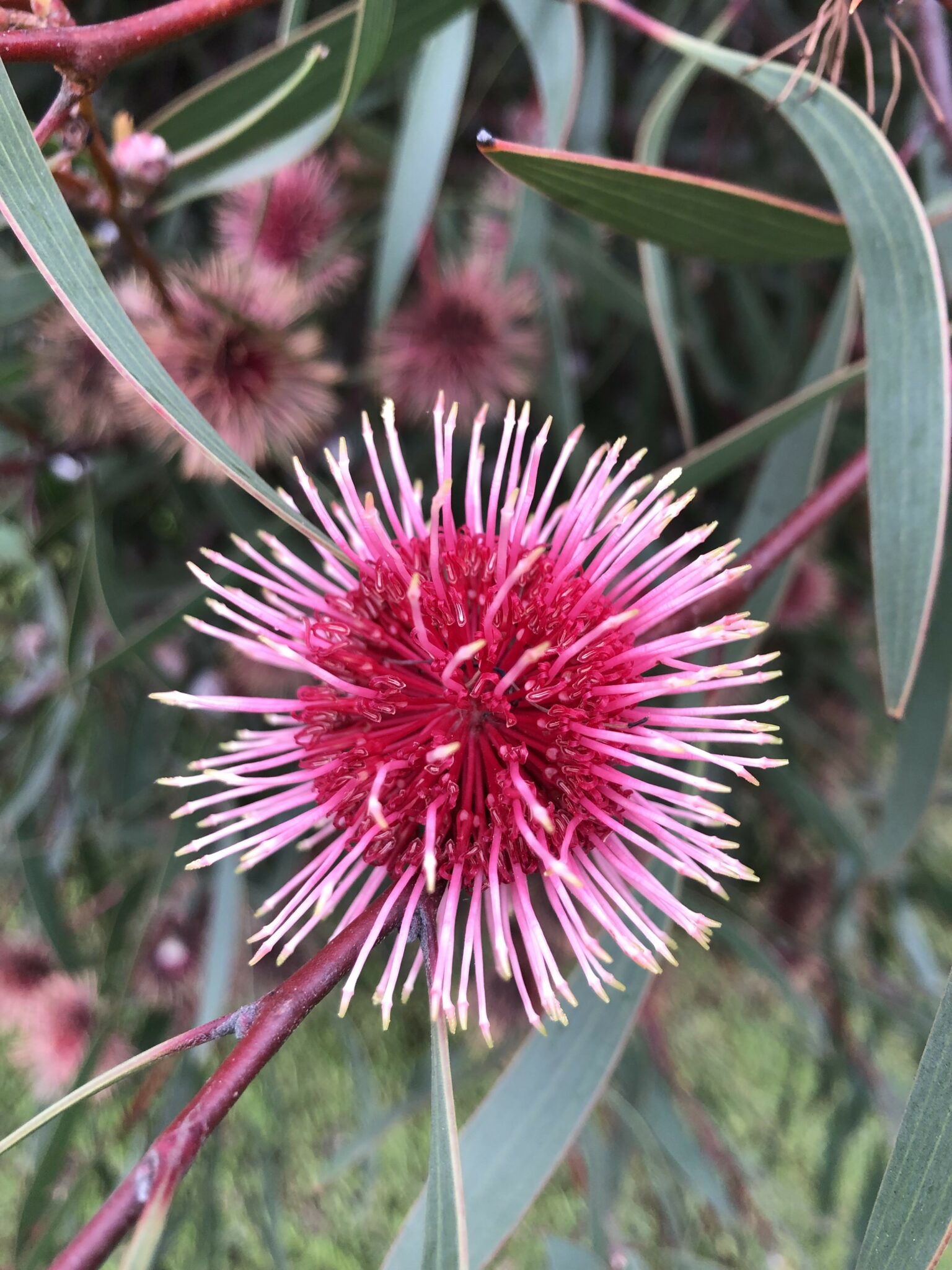 Pincushion Hakea | Coastal Native Shrub | Kuranga