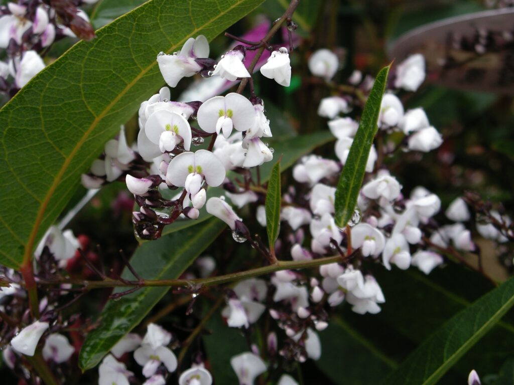 White Coral Pea | Native Climbing Vine | Kuranga