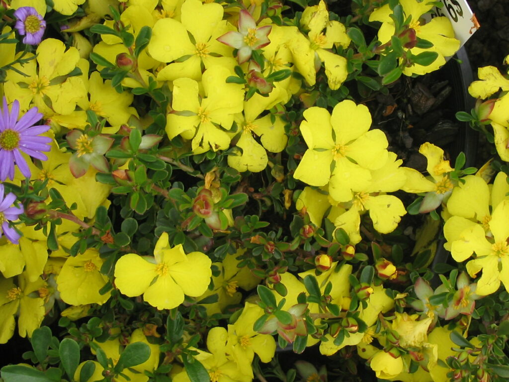 Prostrate Guinea Flower | Native Groundcover Plant | Kuranga