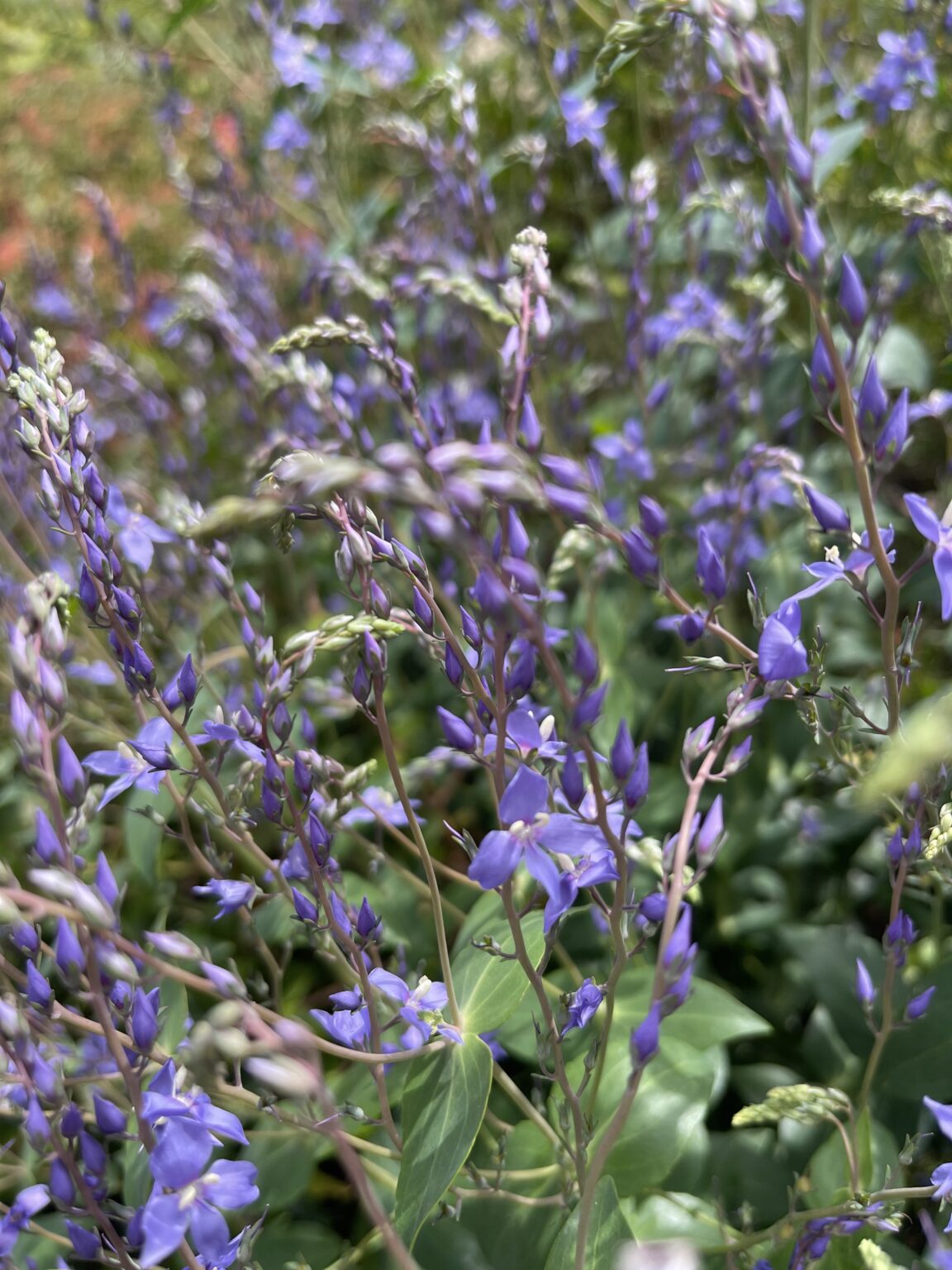 Diggers Speedwell | Native Perennial Flower | Kuranga