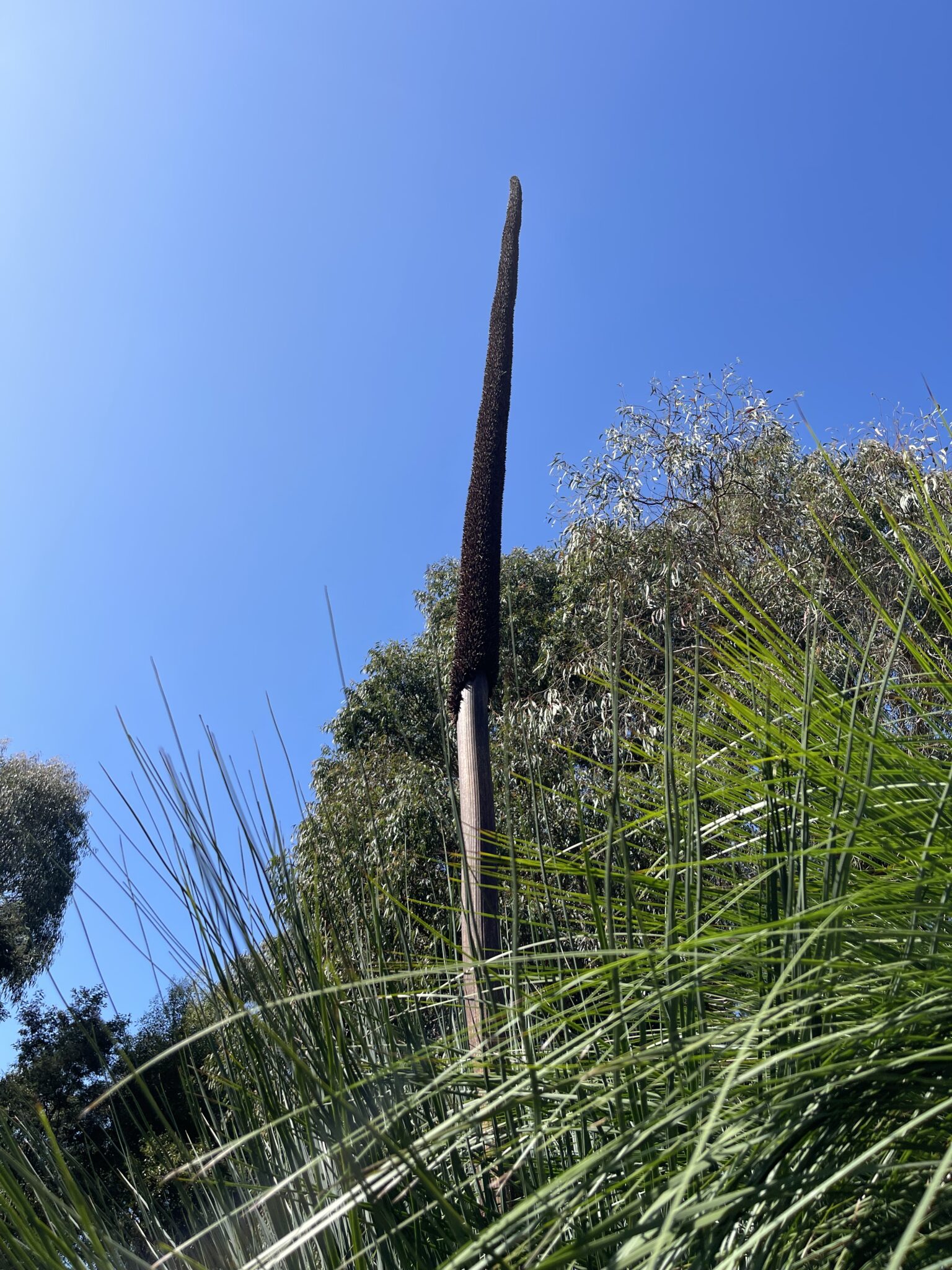 Supergrass Tree | Iconic Native Flowering Plant | Kuranga