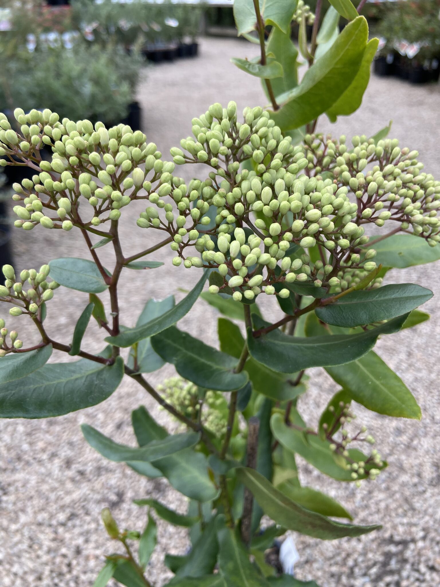 Aromatic Phebalium | Native Flowering Shrub | Kuranga