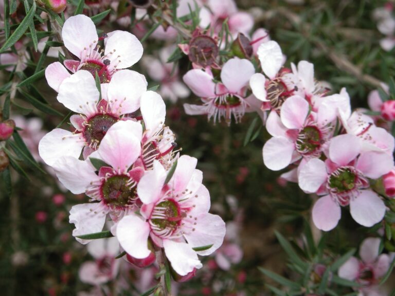 Pink Cascade Manuka | Weeping Tea Tree | Kuranga