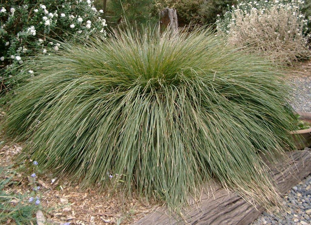 Dense Mat Rush | Native Grass Plant | Kuranga