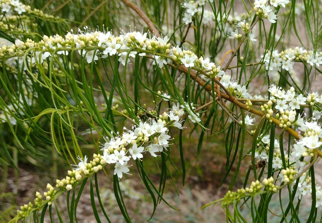 Weeping Boobialla | Native Groundcover Shrub | Kuranga