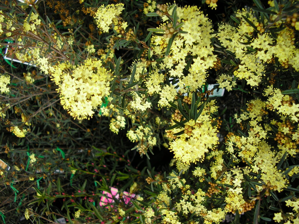 Scaly Phebalium | Native Aromatic Shrub | Kuranga