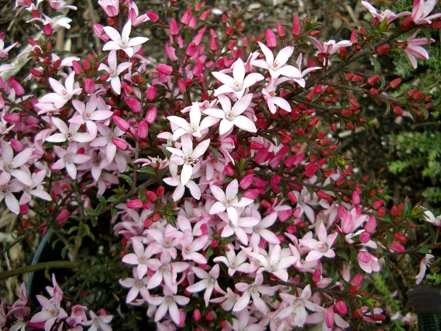 Box Leaf Wax Flower | Native Flowering Shrub | Kuranga