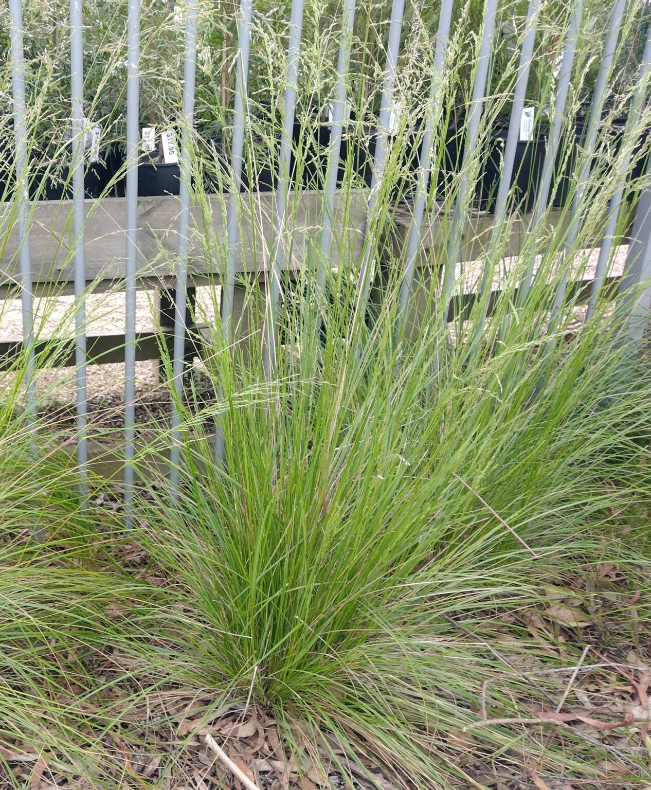 Common Tussock Grass | Native Coastal Grass | Kuranga