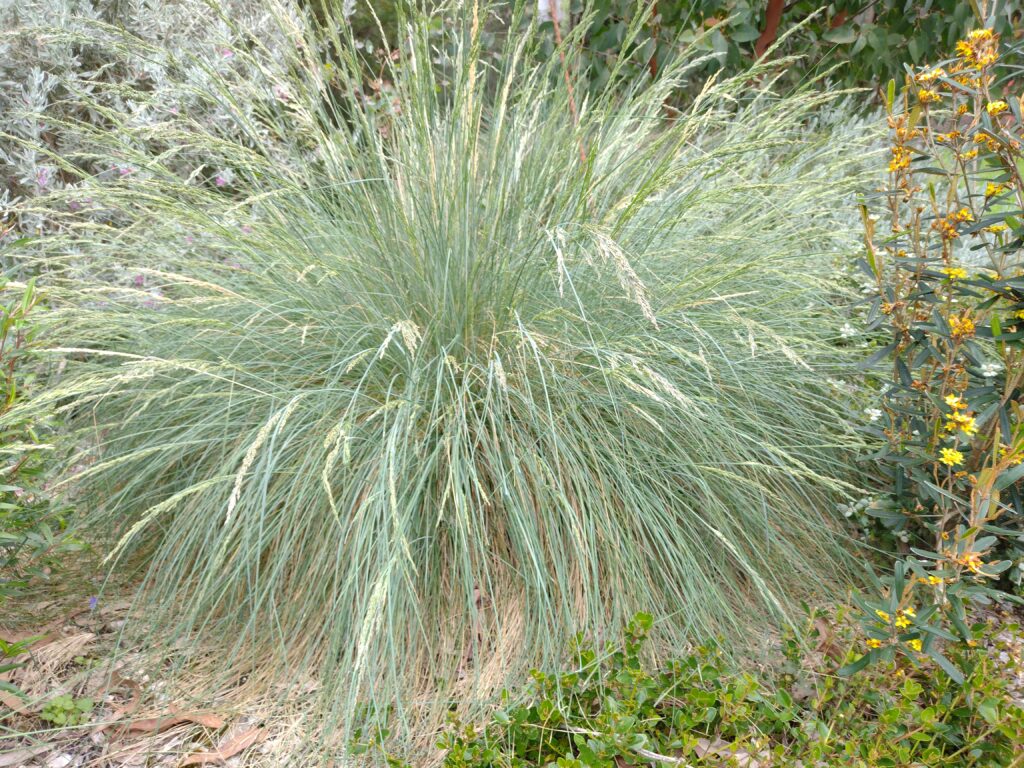 Blue Tussock Grass | Native Fine Textured Grass | Kuranga