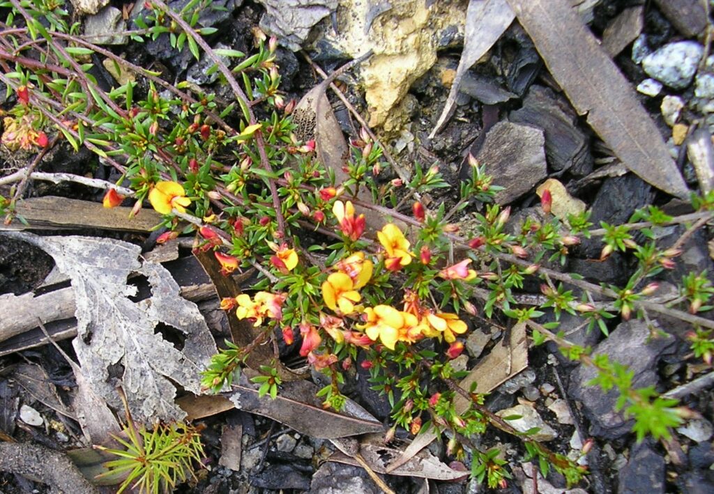 Matted Bush Pea | Native Flowering Shrub | Kuranga