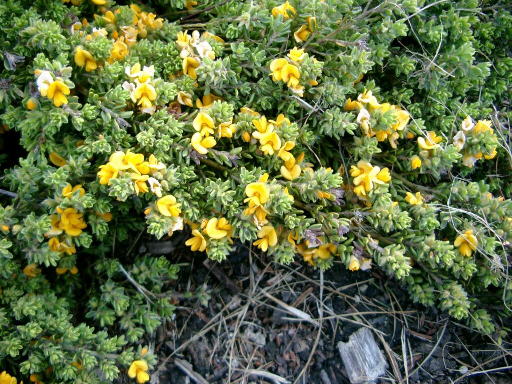 Prostrate Bush Pea | Native Groundcover Plant | Kuranga