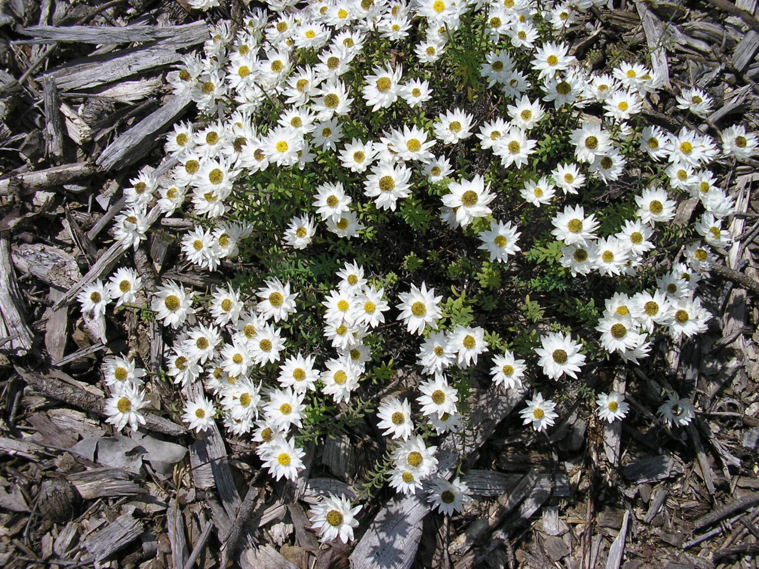 Chamomile Sunray | Native Everlasting Flower | Kuranga
