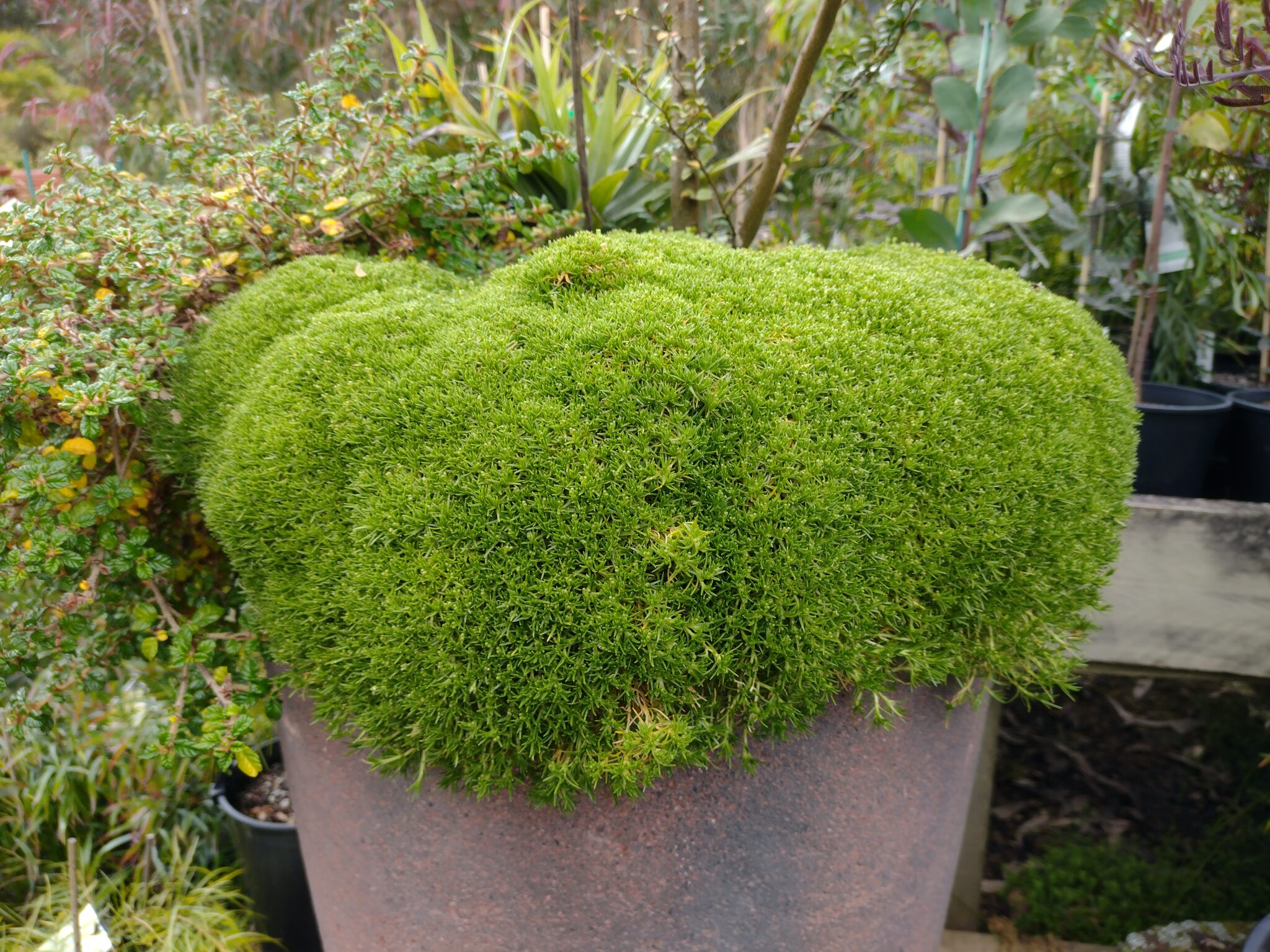 Knawel | Native Alpine Cushion Plant | Kuranga