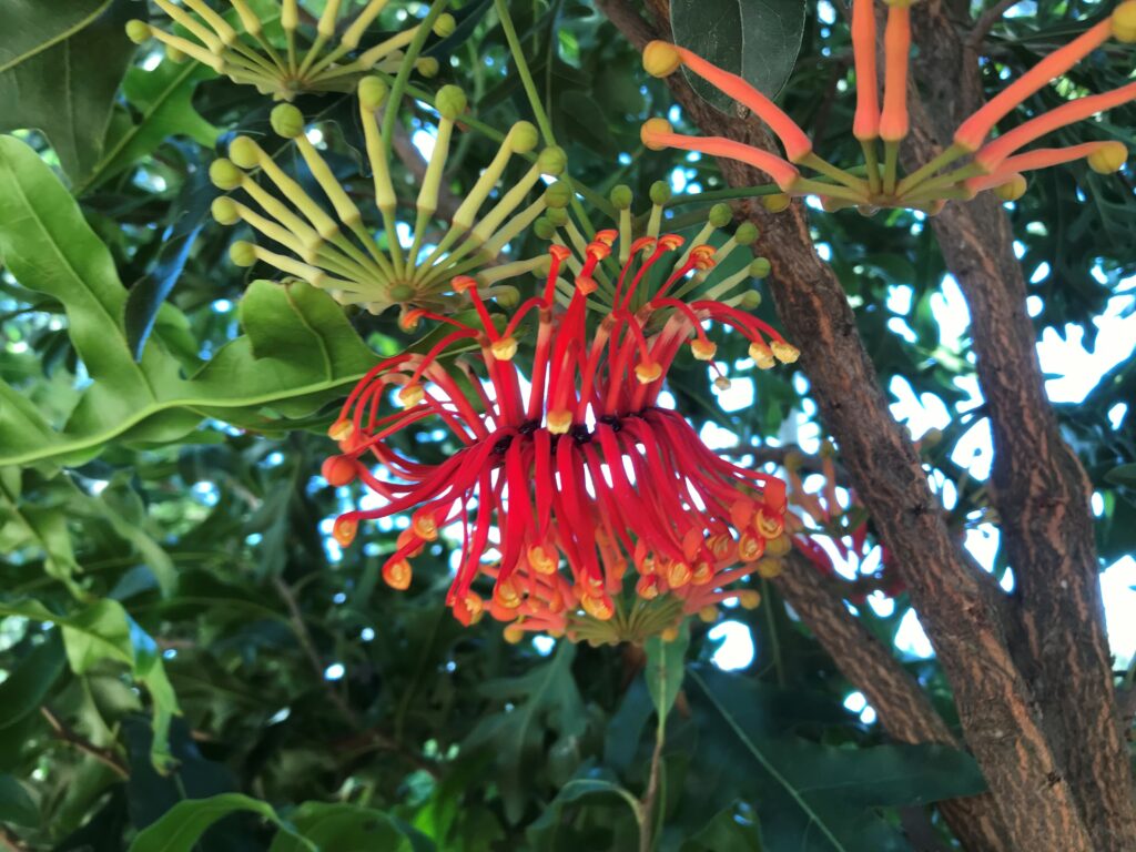 Firewheel Tree | Native Orange Flowering Tree | Kuranga
