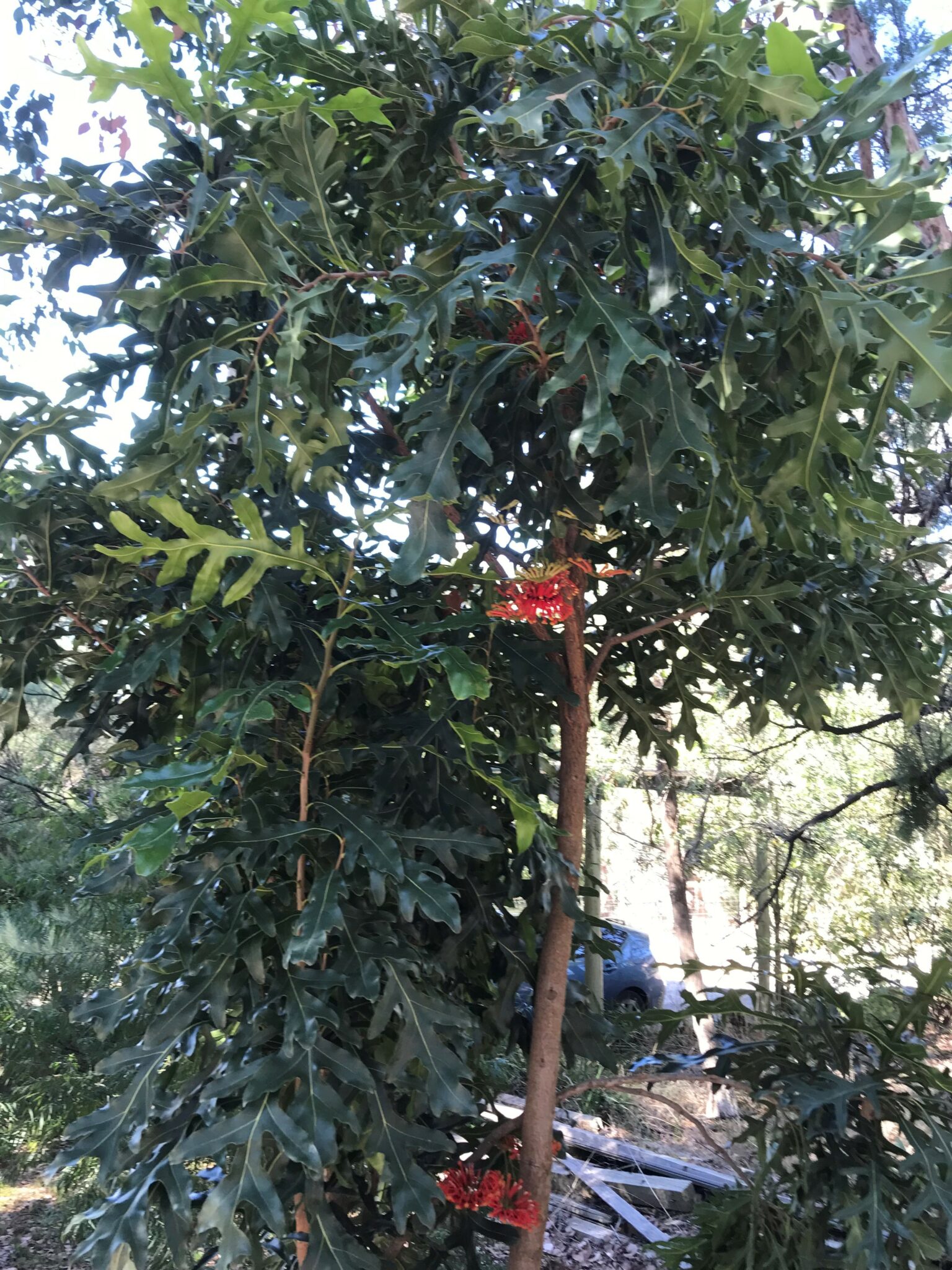 Firewheel Tree | Native Orange Flowering Tree | Kuranga