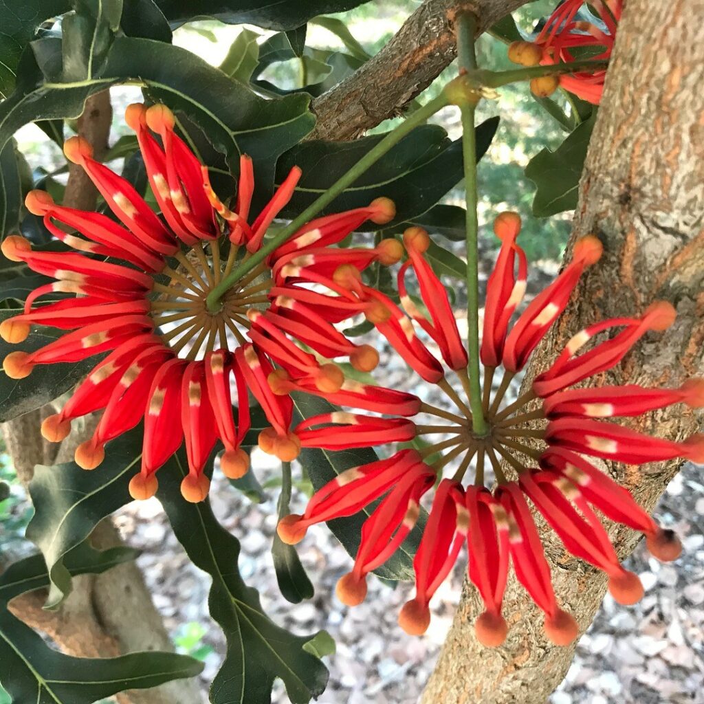 Firewheel Tree | Native Orange Flowering Tree | Kuranga