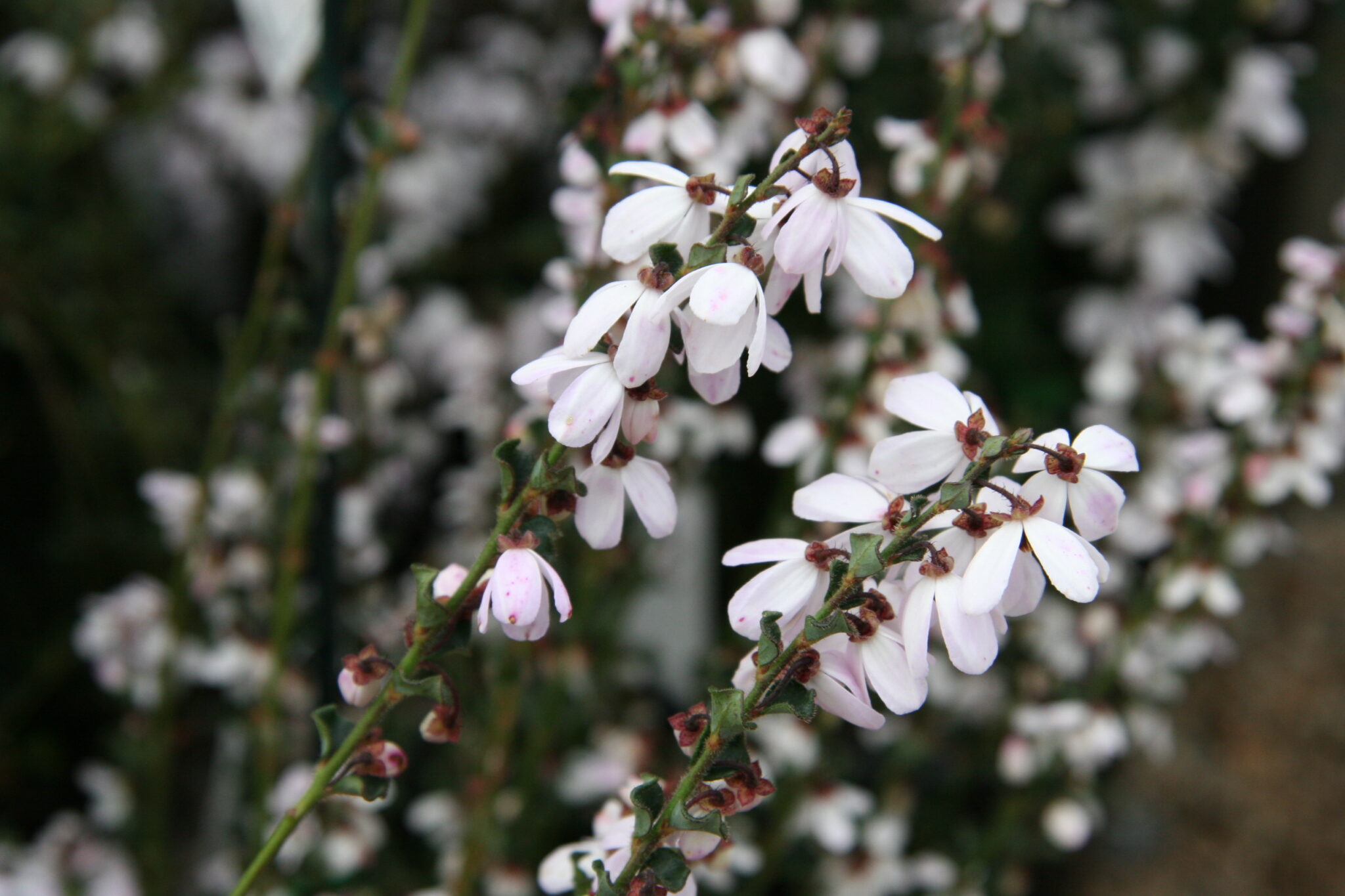 Pink Bells | Native Flowering Understory Shrub | Kuranga