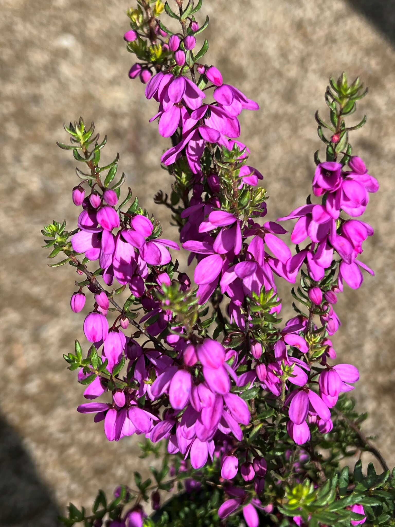 Thyme Leaf Pink Bells | Native Compact Shrub | Kuranga