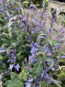 Diggers Speedwell | Native Perennial Flower | Kuranga