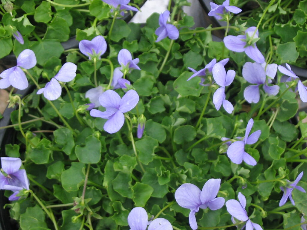 Ivy Leaf Violet | Native Shade Groundcover | Kuranga