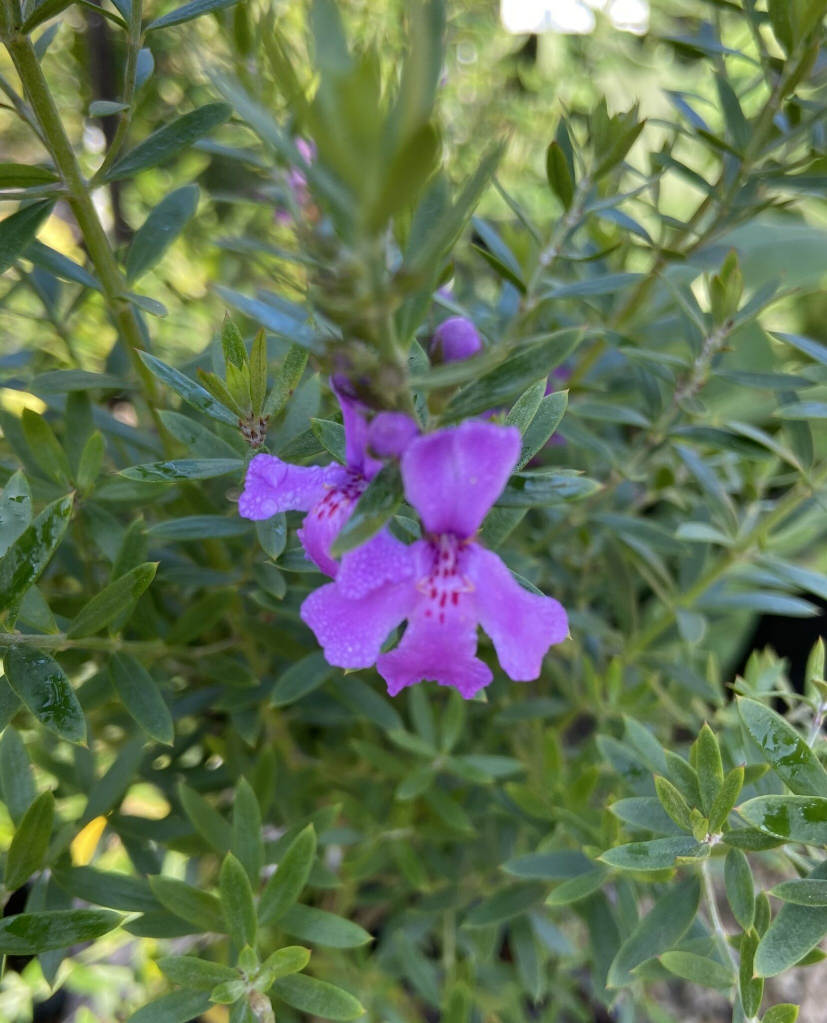 Mauve Violet Bush | Native Coastal Shrub | Kuranga