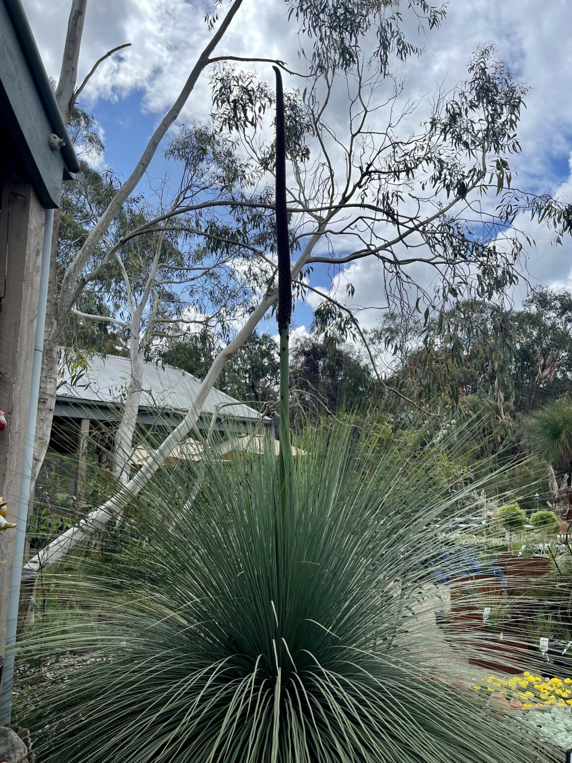 Supergrass Tree | Iconic Native Flowering Plant | Kuranga