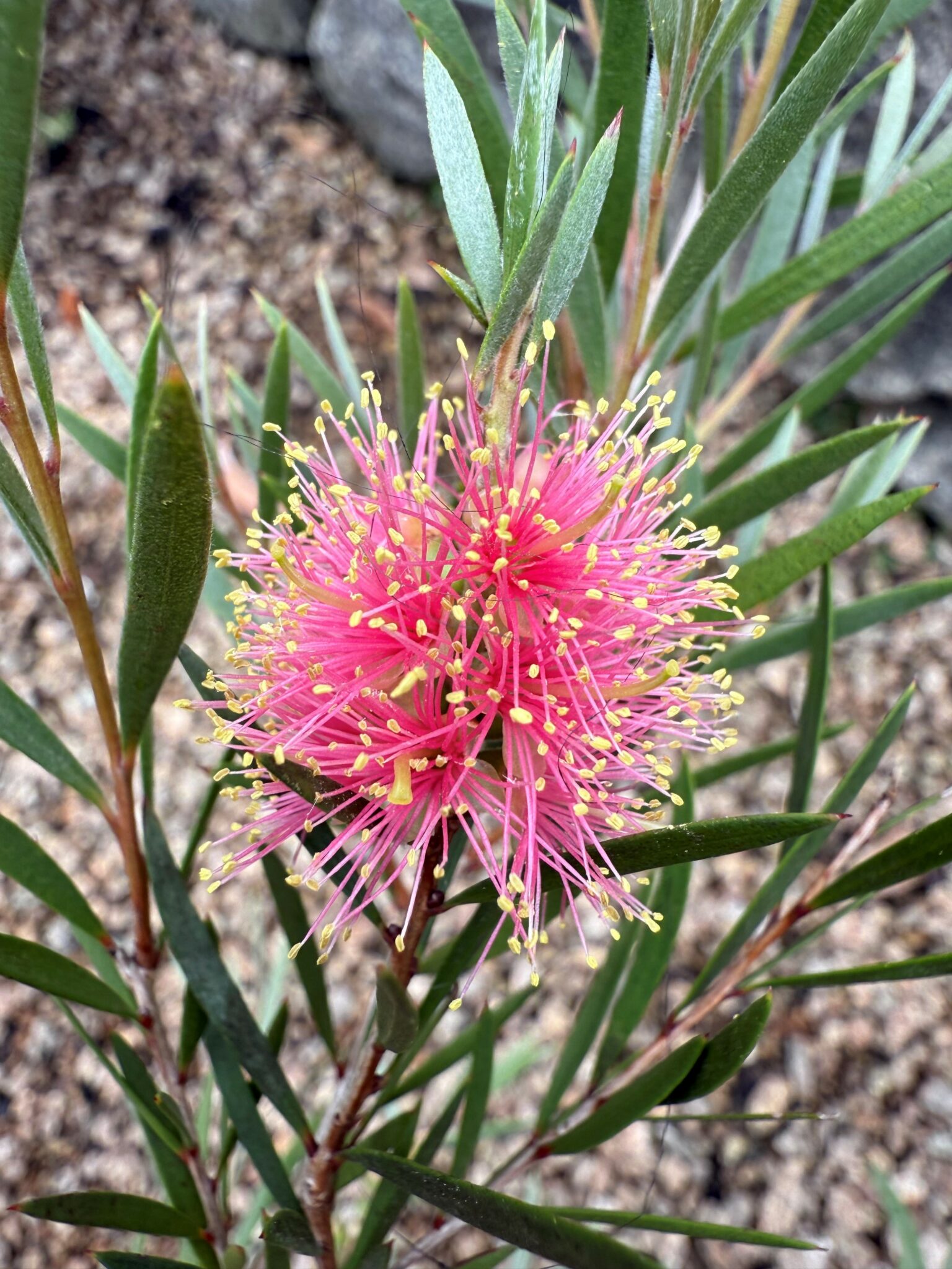 Dwarf Pink Bottlebrush | Compact Native Shrub | Kuranga