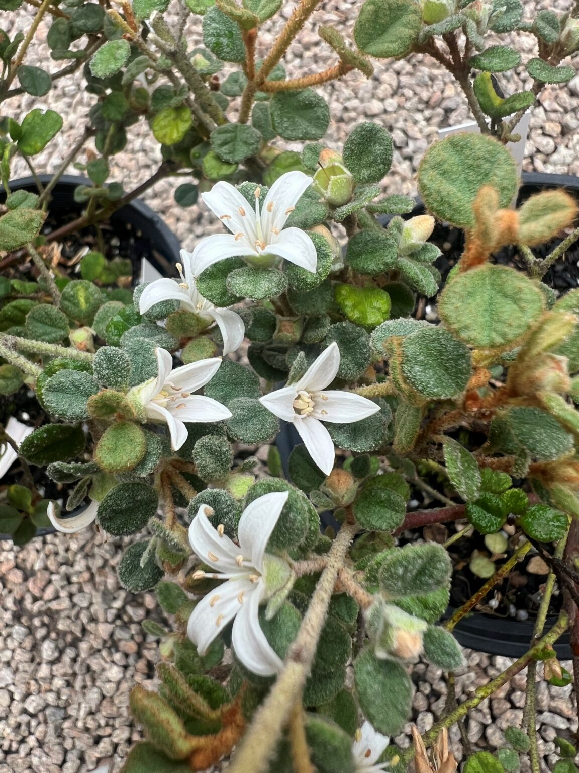 Upright White Correa | Native Flowering Shrub | Kuranga