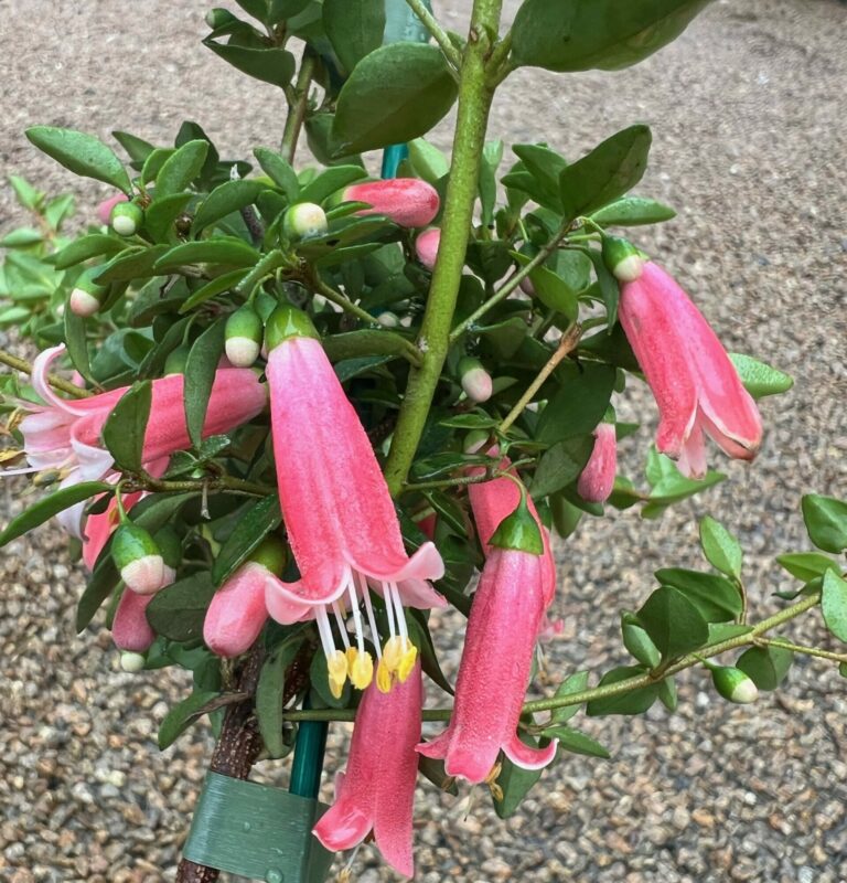Bright Pink Salmon Correa | Native Flowering Shrub | Kuranga