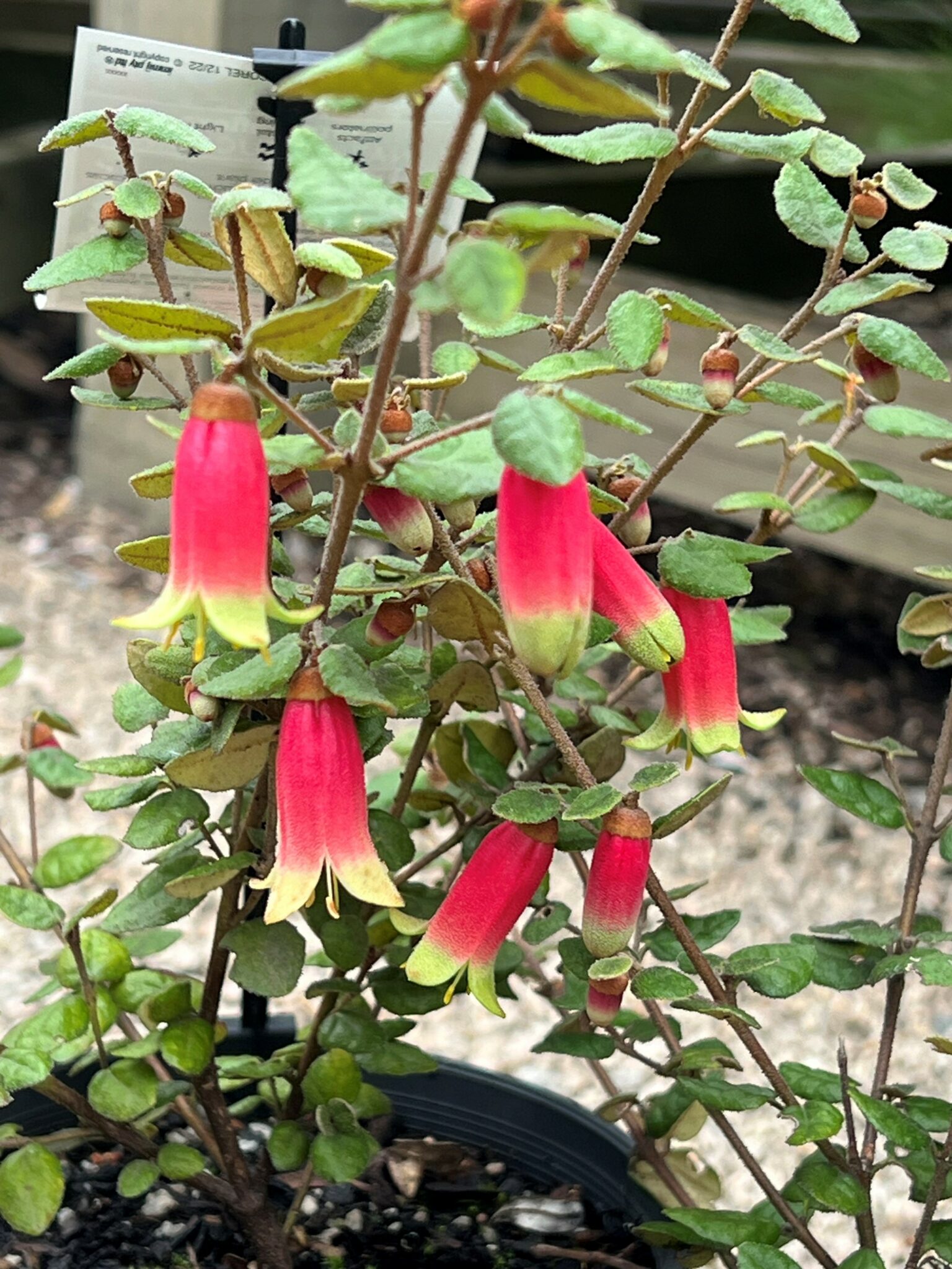Large Bells Native Fuchsia | Winter Flowering Shrub | Kuranga