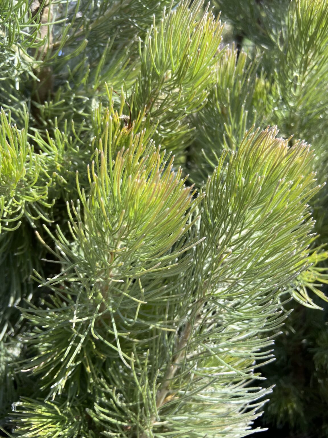 Dwarf Woolly Bush | Silver Foliage Native Shrub | Kuranga