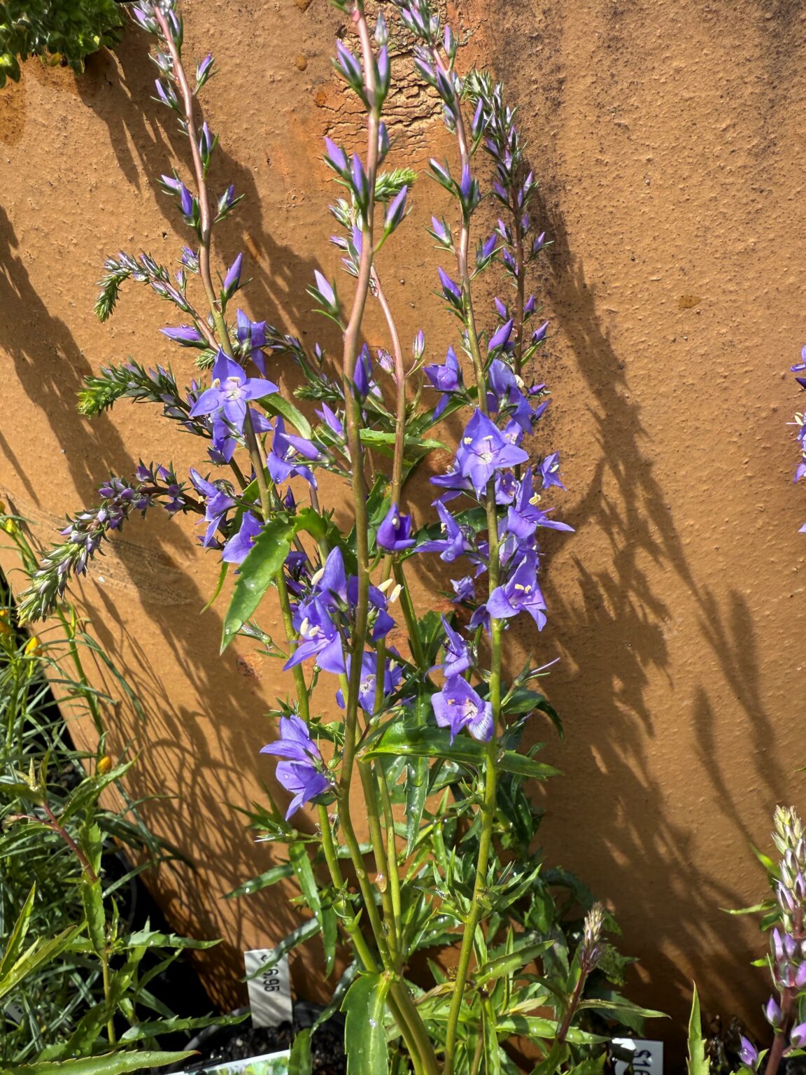 Montys Blue Veronica | Native Flowering Perennial | Kuranga