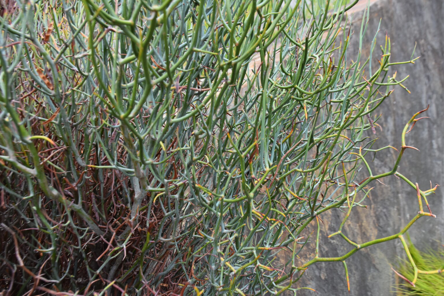 Leafless Rock Wattle | Architectural Native | Kuranga