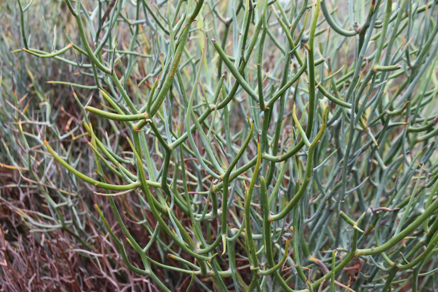 Leafless Rock Wattle | Architectural Native | Kuranga