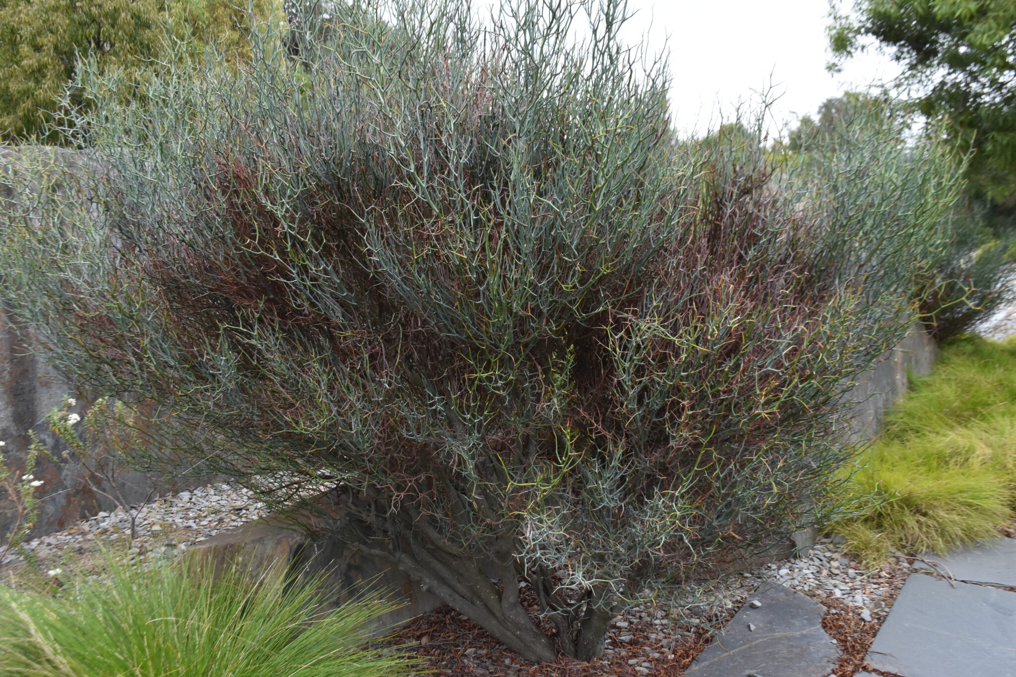 Leafless Rock Wattle | Architectural Native | Kuranga