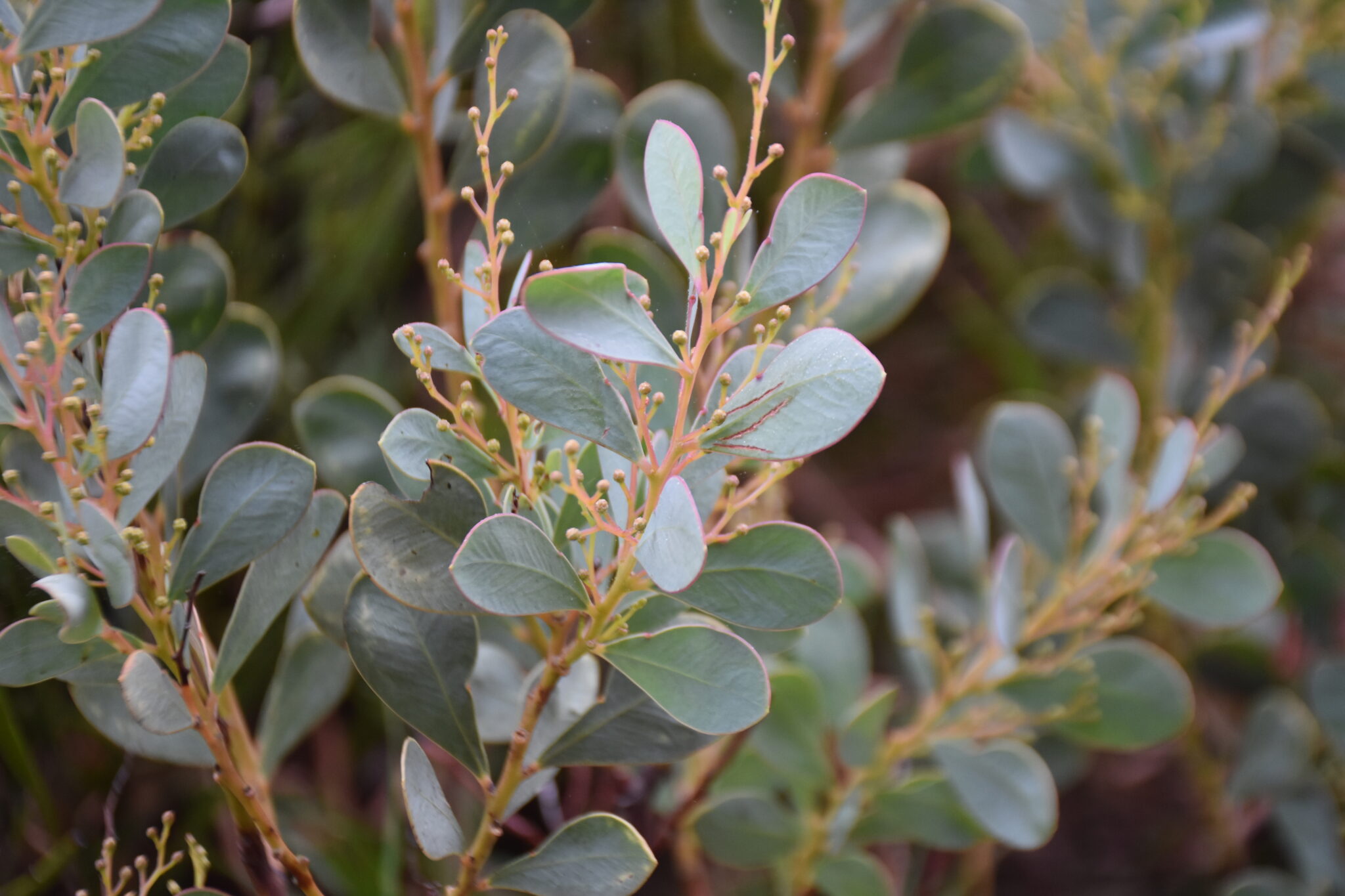 Silver Mulga | Drought Tolerant Native Shrub | Kuranga