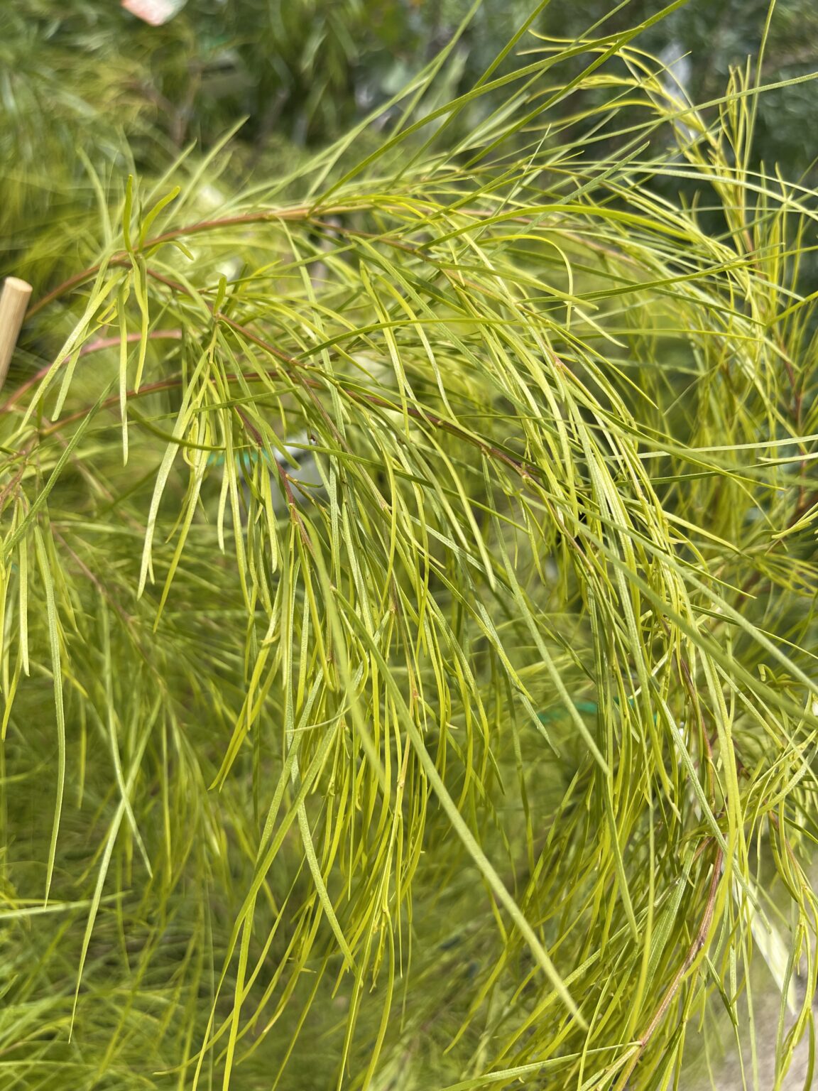 Lime Magik Wattle | Vibrant Lime Foliage Tree | Kuranga
