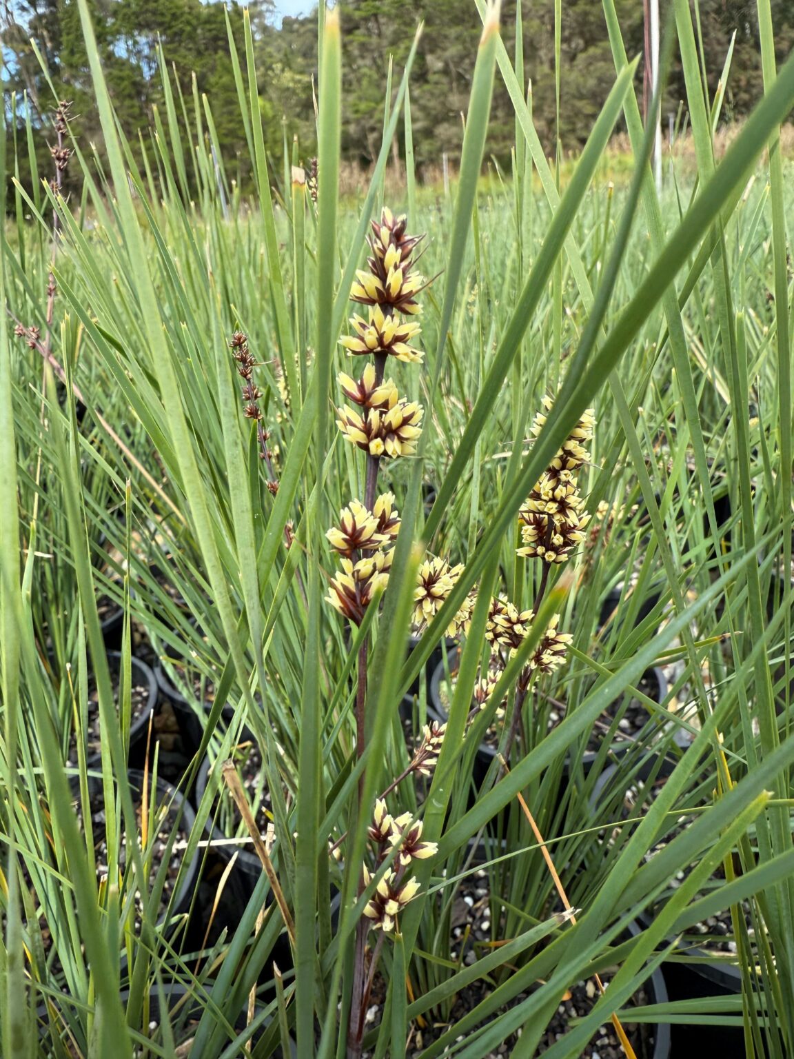 River Mat Rush | Native Waterside Grass | Kuranga