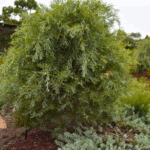 Weeping Myall | Silver Foliage Native Tree | Kuranga