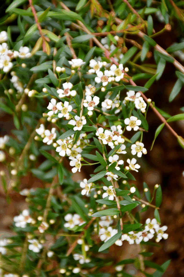 Sannantha pluriflora – White Cascade Shrub