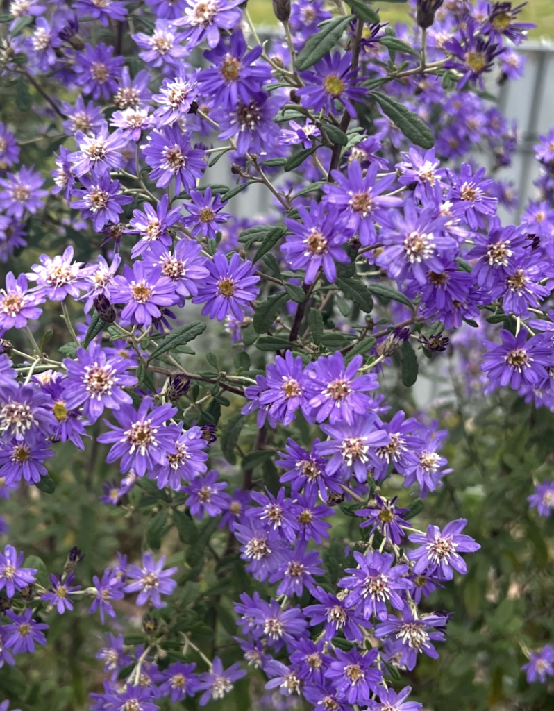 Blue Daisy Bush | Native Flowering Shrub | Kuranga