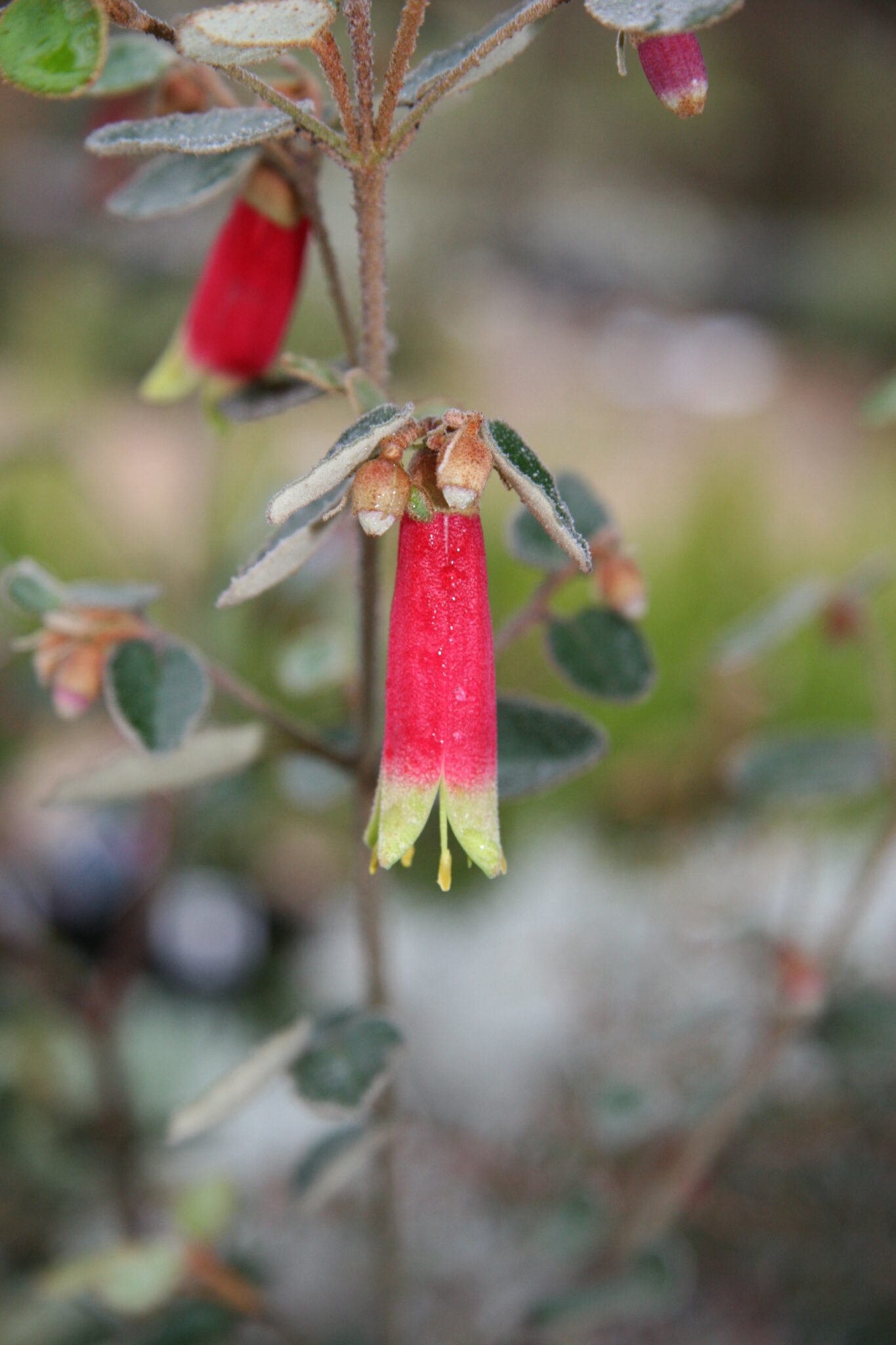 Correa Reflexa: Growing Native Fuchsia for Winter Color