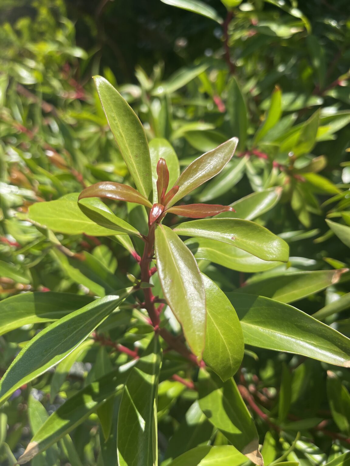 Pepperberry Culinary | Native Bush Tucker Plant | Kuranga