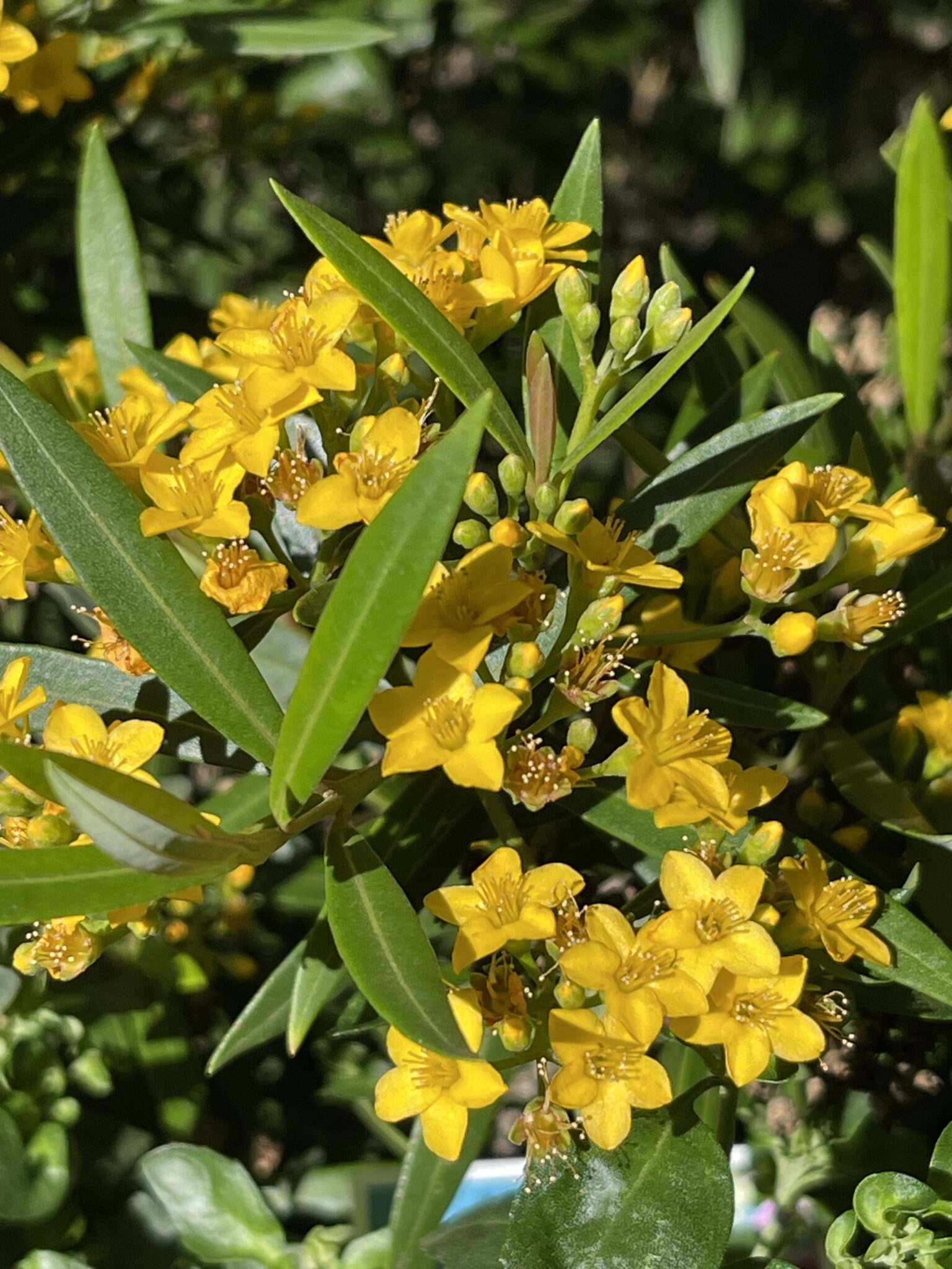 Water Gum | Native Weeping Feature Tree | Kuranga