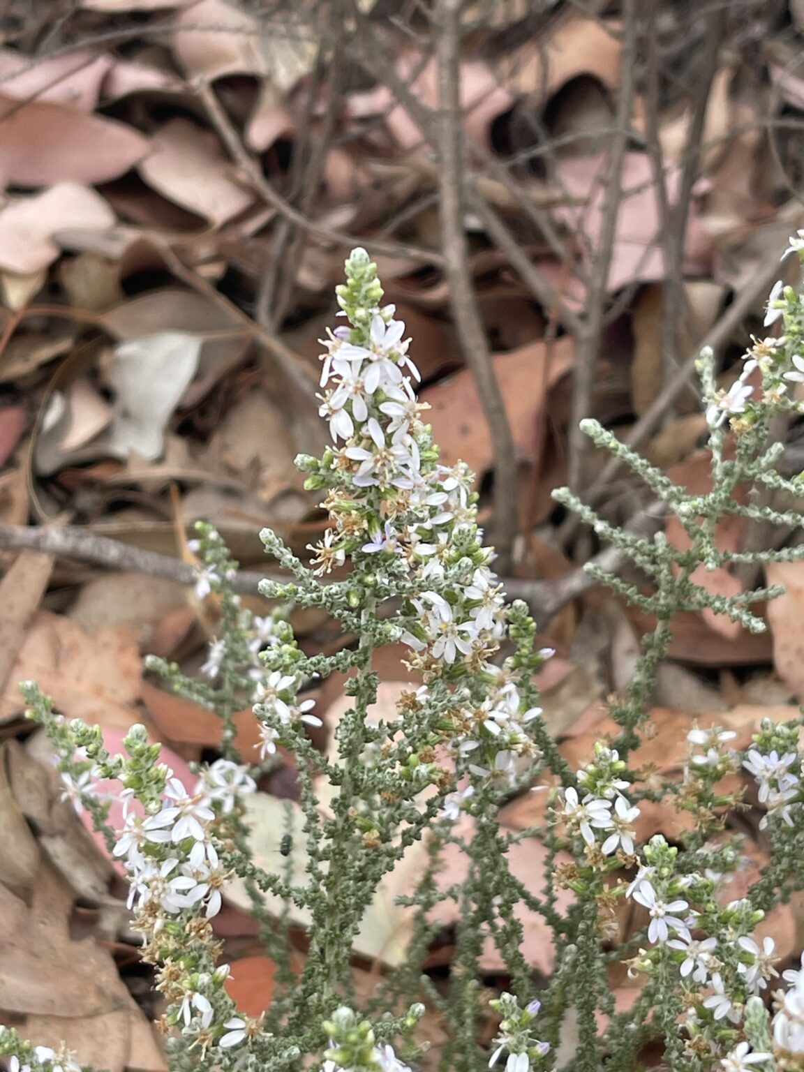 White Pinkberry Bells | Native Understory Shrub | Kuranga