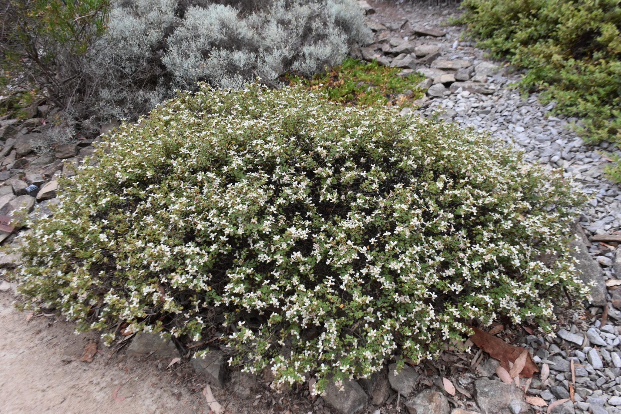 Spyridium coactilifolium – Butterfly Spyridium